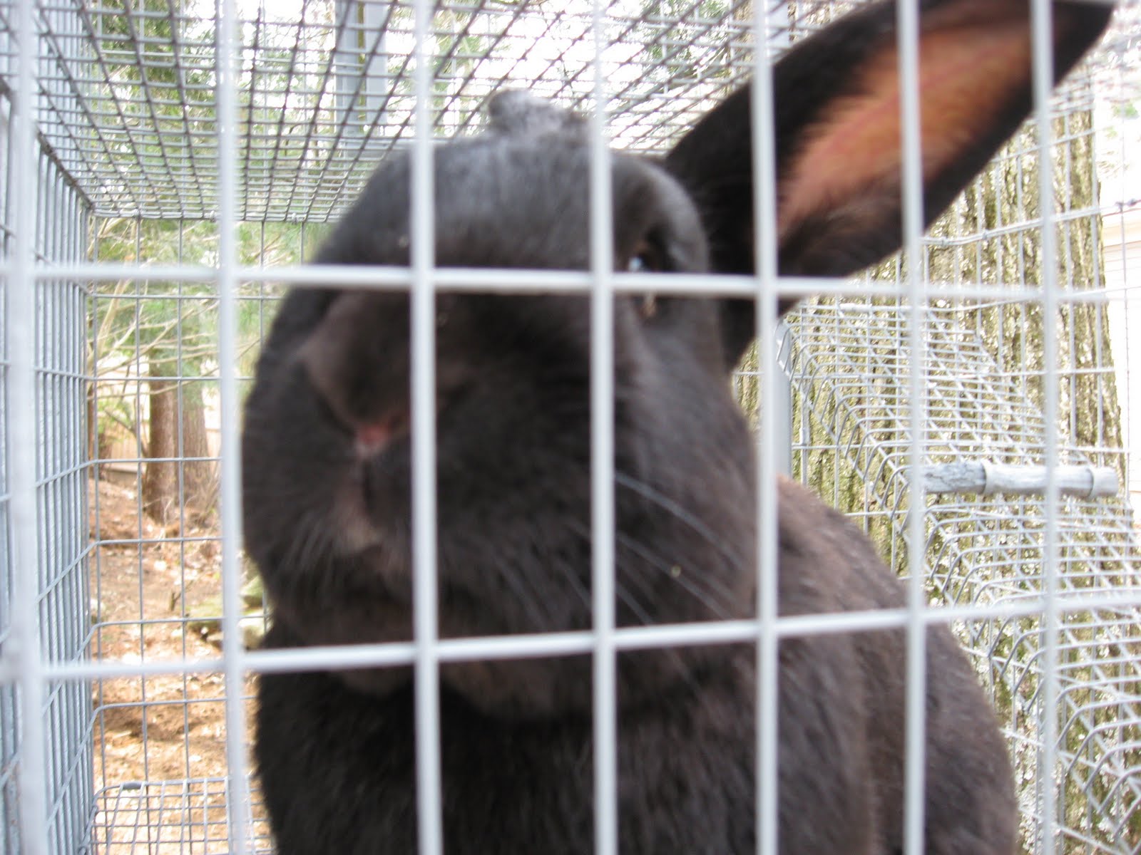 Dreams du Dog: Want good luck? Say "rabbit, rabbit"