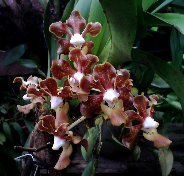 Wild orchids in sumatra: Vanda Jones ex R.Br., 1820