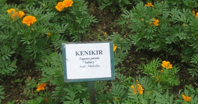 Manfaat Daun Kenikir bagi Kesehatan Tubuh ~ OBAT ALTERNATIF