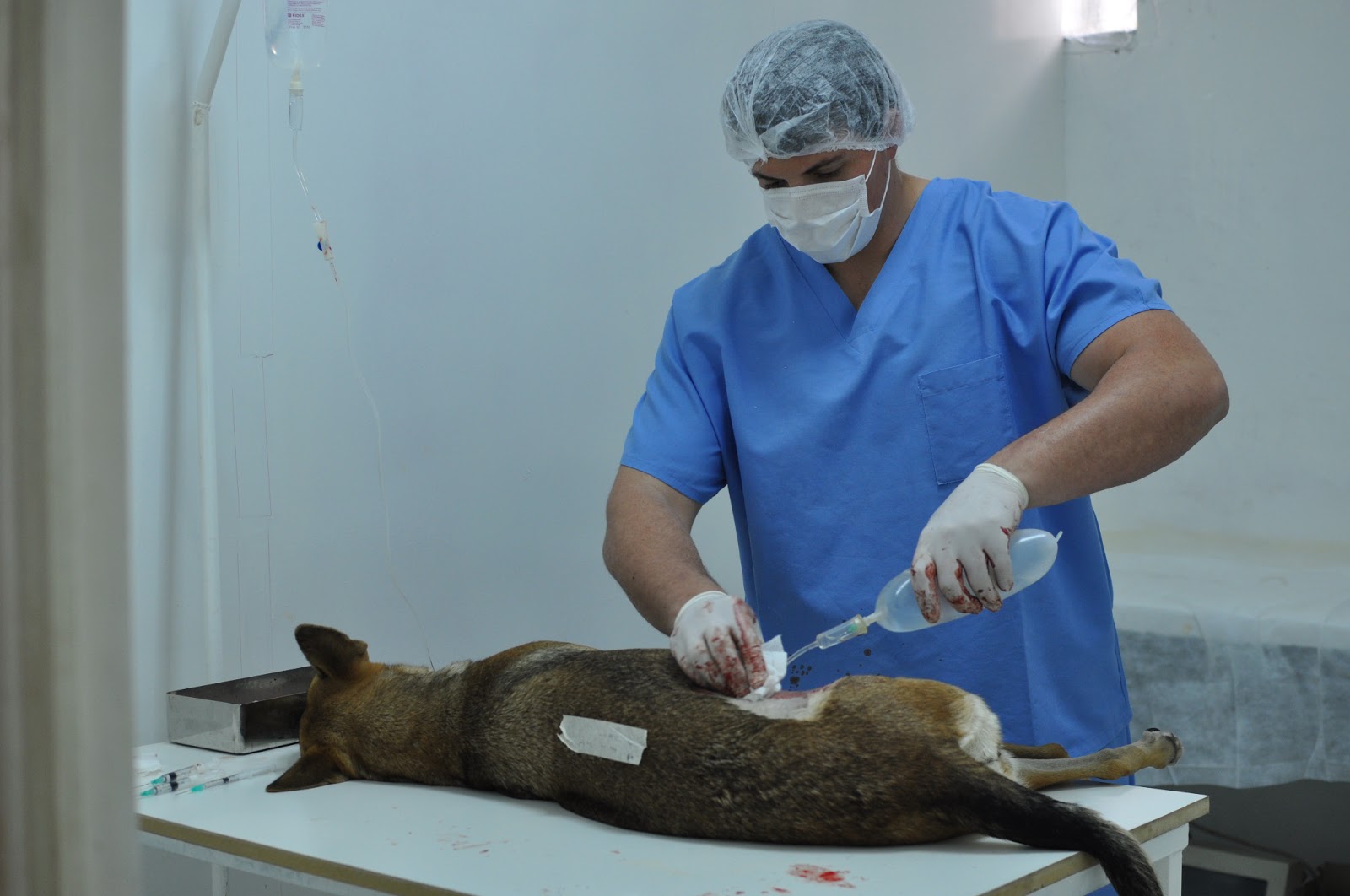 Embarcacion - Salta: CAMPAÑA DE CASTRACION