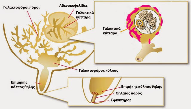 ΑΙΓΟΤΡΟΦΕΙΟ: ΜΟΡΦΟΛΟΓΙΑ - ΑΝΑΤΟΜΙΑ