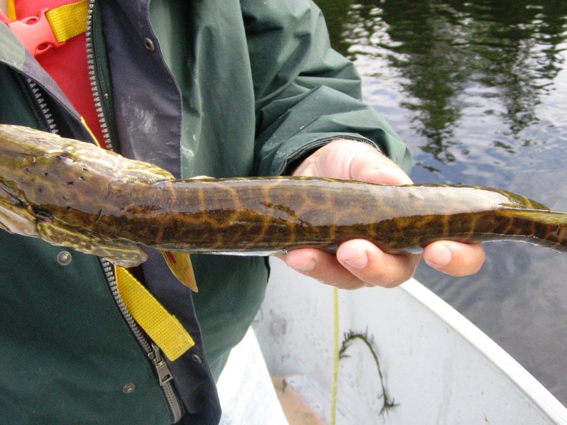 Bow Narrows Camp Blog on Red Lake Ontario: Northern pike come in ...