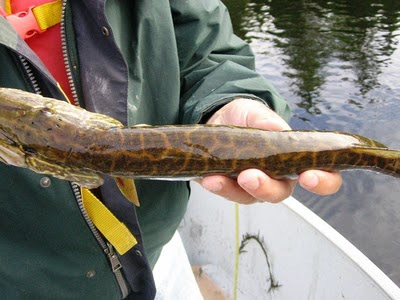 Bow Narrows Camp Blog on Red Lake Ontario: Northern pike come in ...