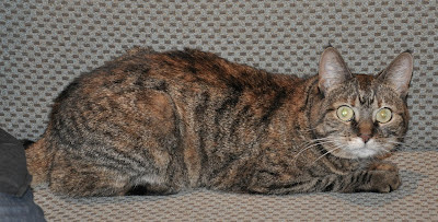 Insights into Veterinary Endocrinology: Seizures and Hyperthyroidism in ...