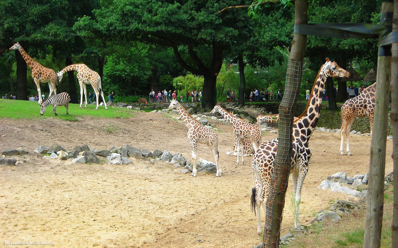 Wallpaper met giraffes in dierentuin Emmen