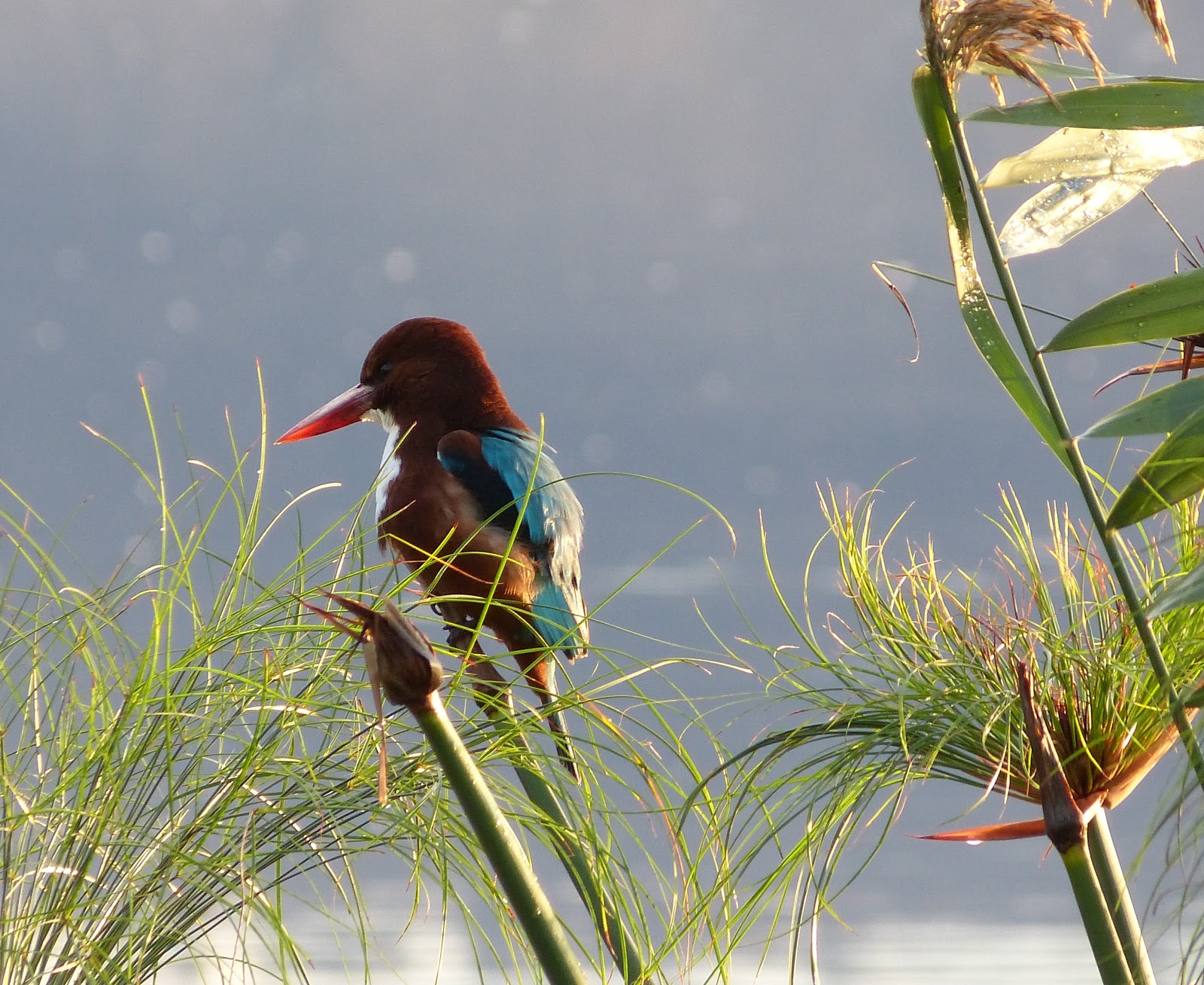 Hula Bird Festival - The Urban Birder