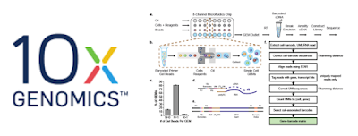10X Genomics single-cell 3'mRNA-seq explained - Enseqlopedia