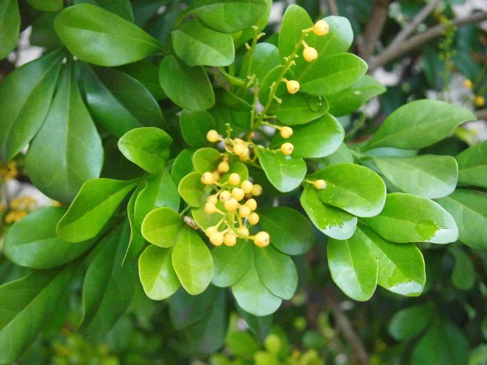 Pacar Cina (Aglaia odorata Lour.) | Mazruu'aatun Syifaa'