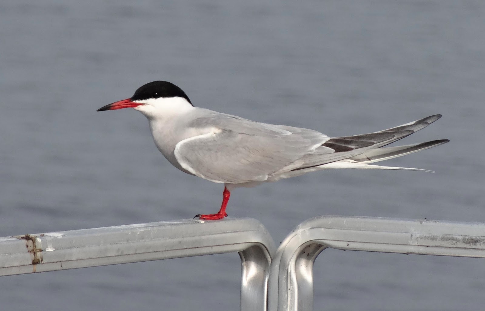 Lake Puckaway: Common Tern Nesting Rafts