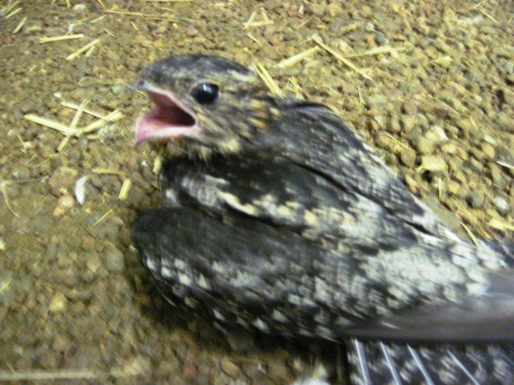 Taking Flight: Migration Has Begun! Common Nighthawk One of the ...