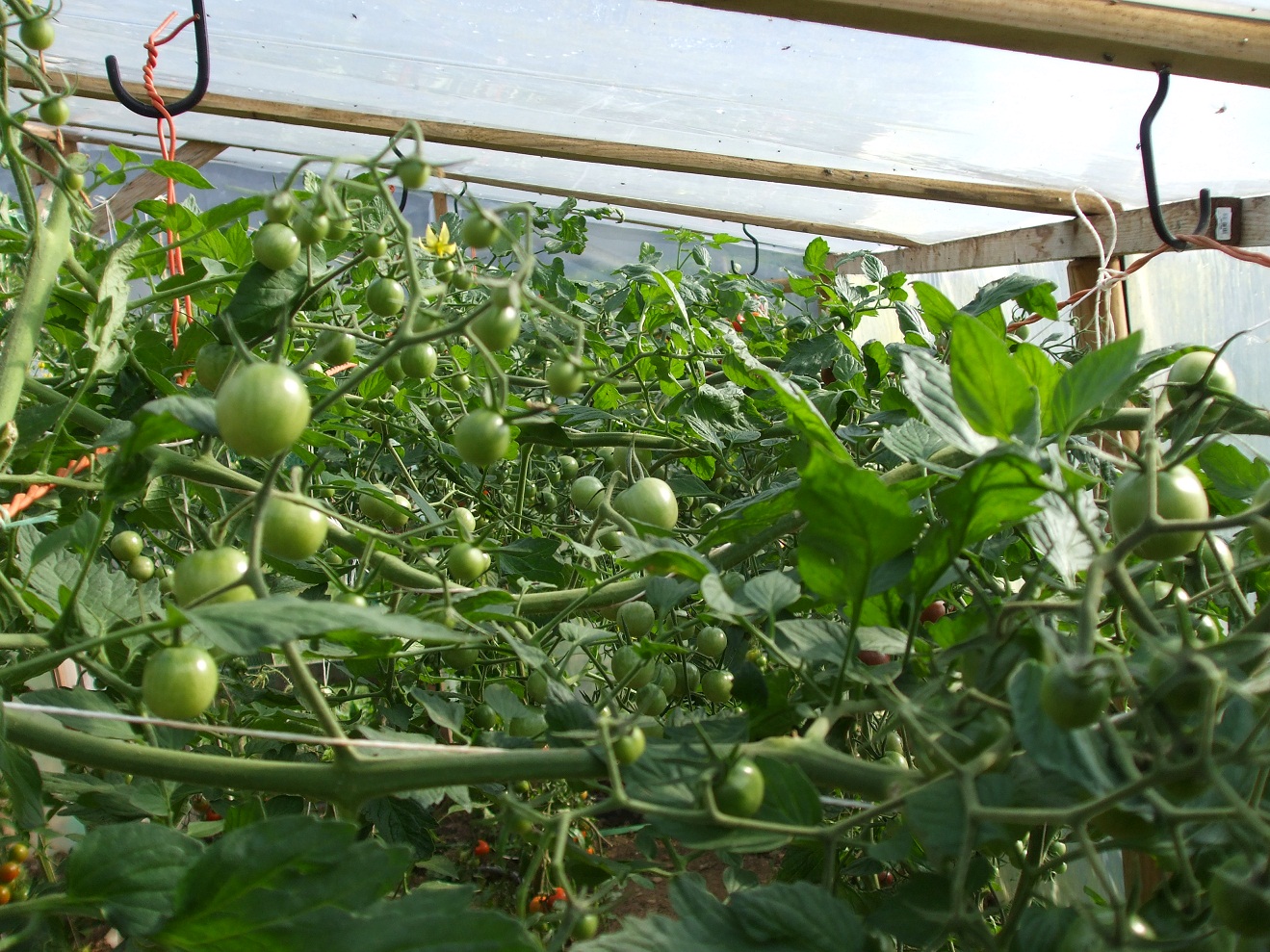 Training tomatoes overhead