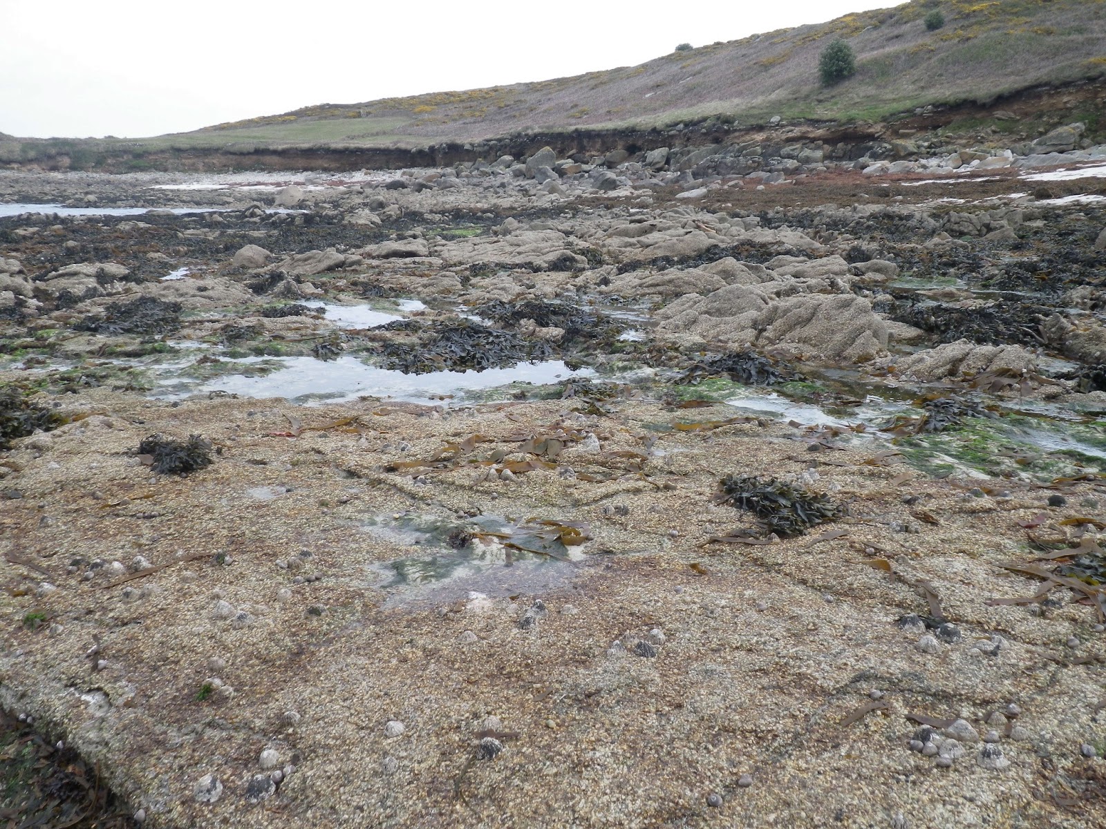 Rock Pooling: Rock Pooling Destination: Porth Seal, Isles of Scilly, UK ...