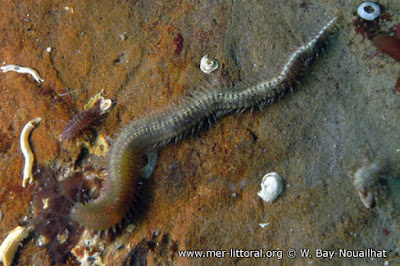 ANIMAIS DA RIA FORMOSA: Anelídeos (Minhocas)