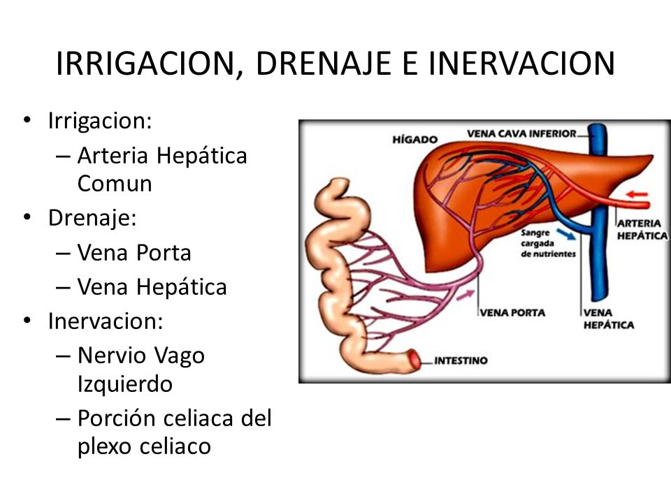EL HÍGADO UN ÓRGANO IMPORTANTE