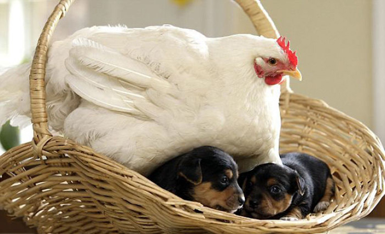 10 Photos Proving That Hens Are The Best Moms In The Animal Kingdom