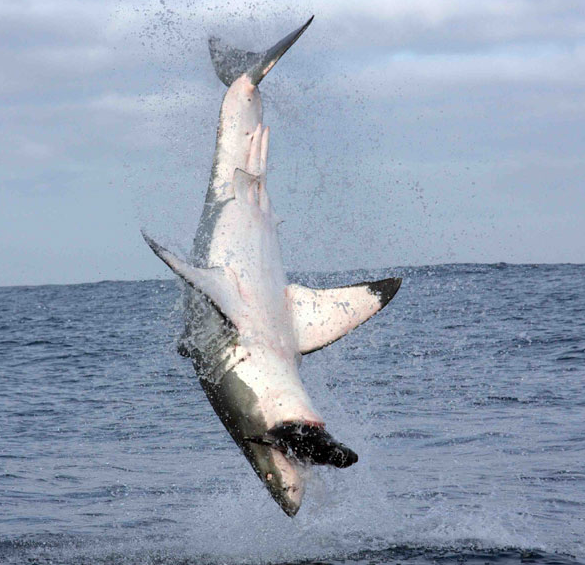 10 Fakta Menarik Tentang Hiu Putih "Great White Shark" Si Monster ...