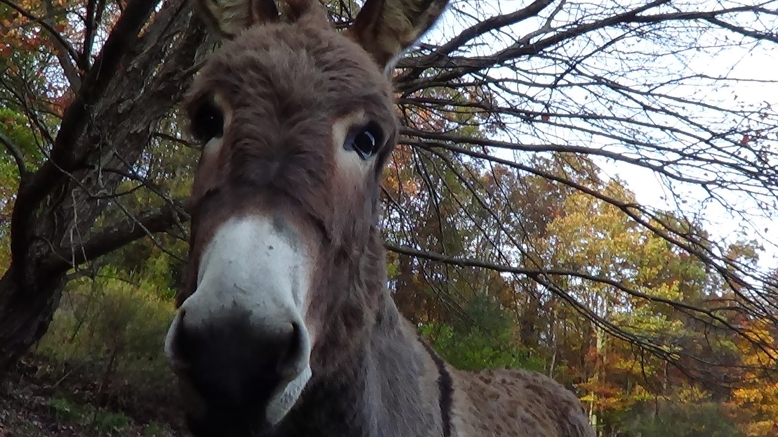 WATERFALL ROAD: JENNY ALPHA DONKEY