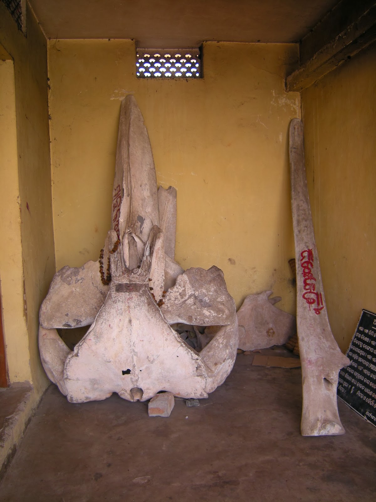 Pictures of attractions in Puri and around: Fish bone inside Ramachandi ...
