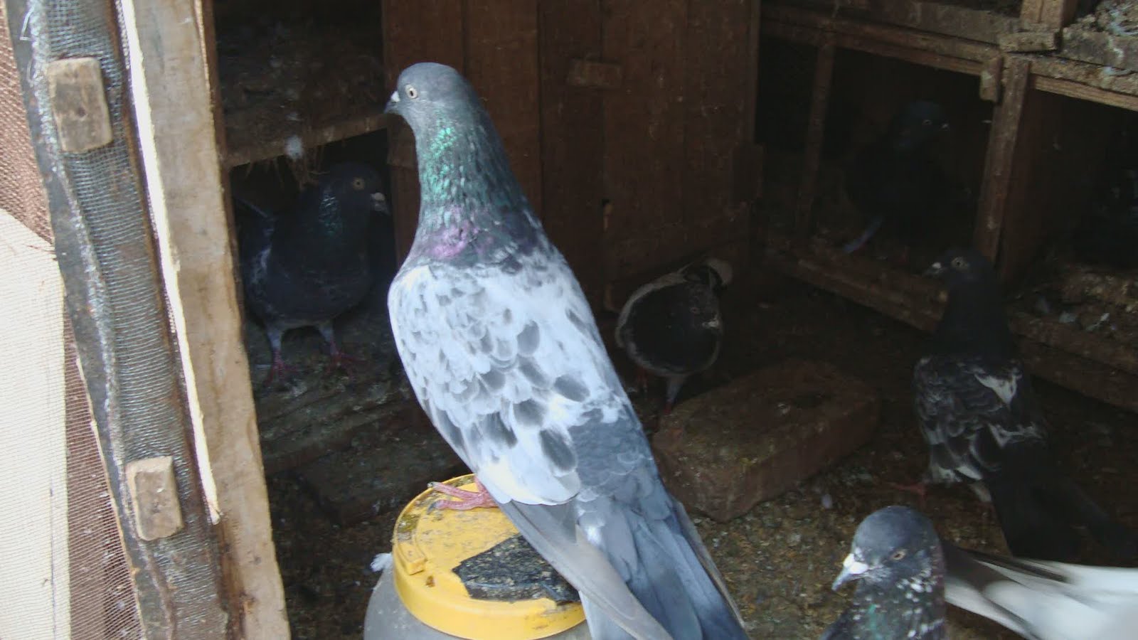 PIGEONS OF Nepal: TAUKE'S OF NEPAL!!!!!!