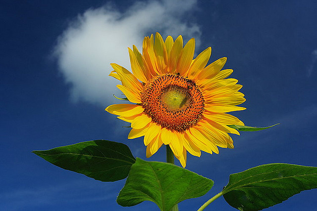 The Strange History of the Sunflower ~ Kuriositas