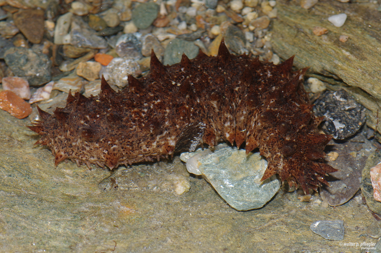 Nature photos from an Amateur Naturalist: Aegean Sea at Sithonia ...