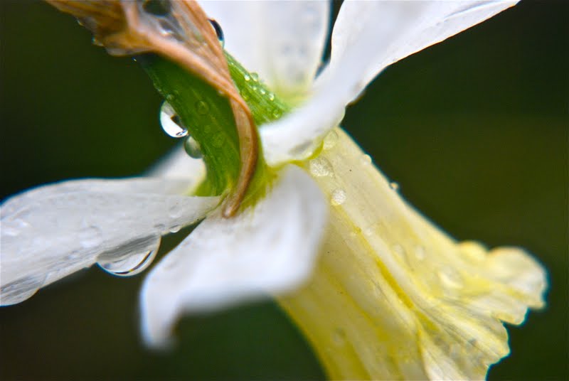 Wife, Mother, Gardener: Drippy Daffodils