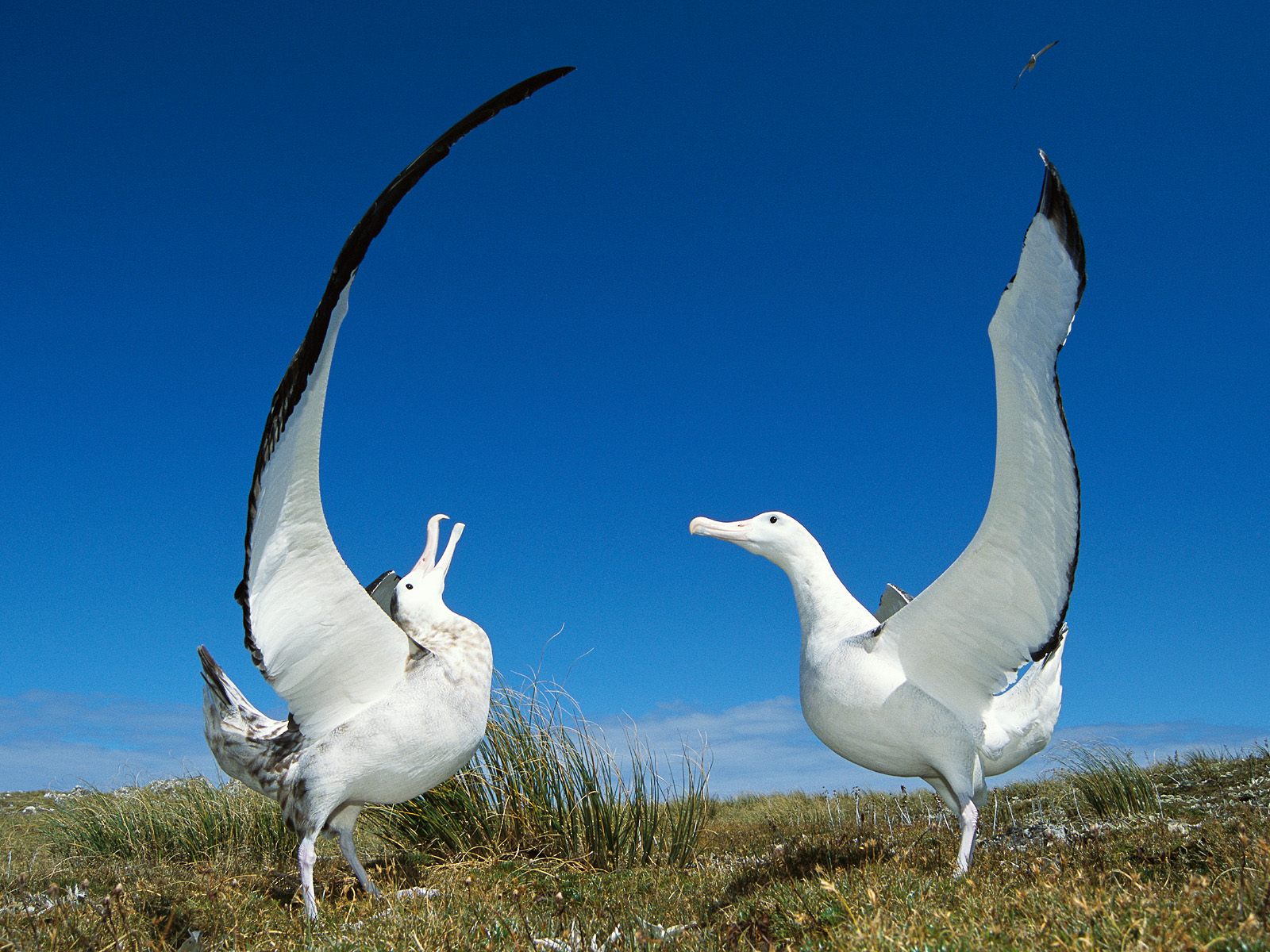 Albatross | The Life of Animals