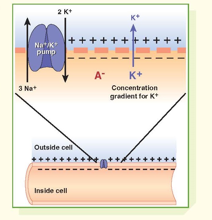 Membrane Potentials - pediagenosis