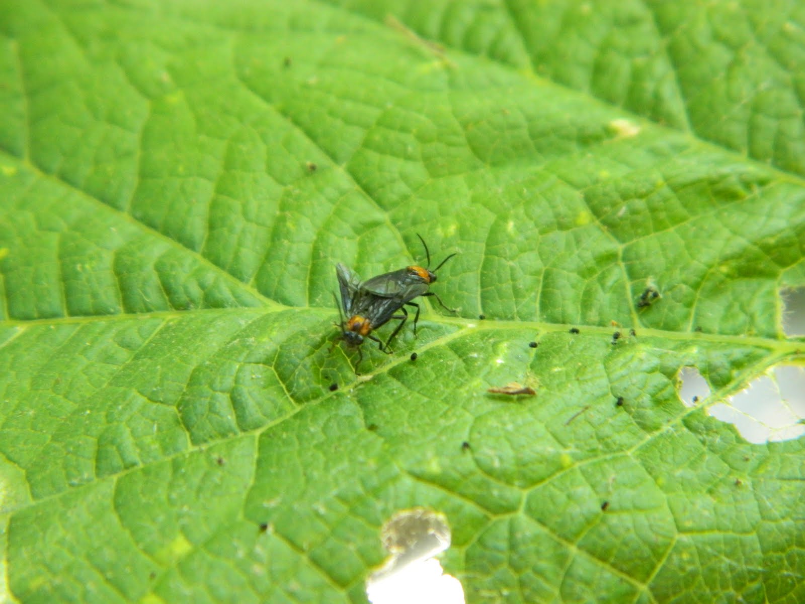 Gardens + Insects: Small green caterpillars, black flies with red heads ...