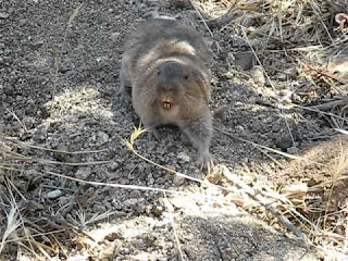 Weird Crime Wednesday: You Don't Steal Another Man's Frozen Gopher Feet