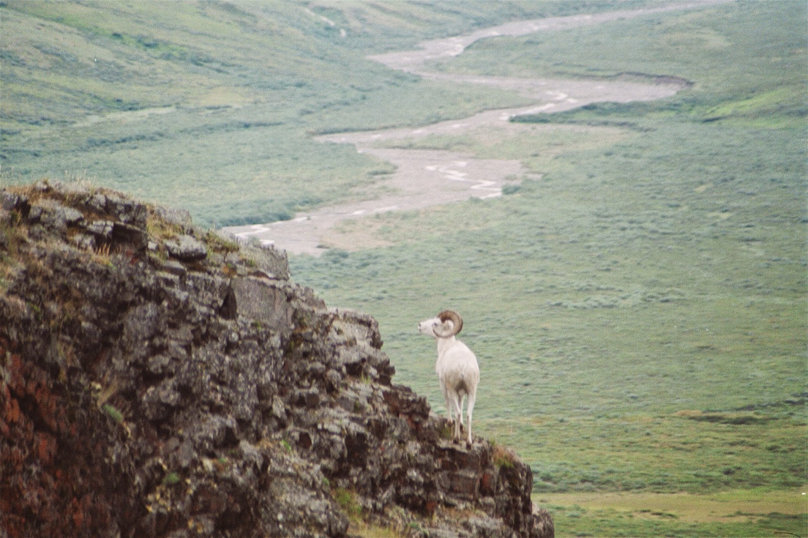 Alaska Wildlife: Animals at Denali National Park By Robert Gaucher. A ...