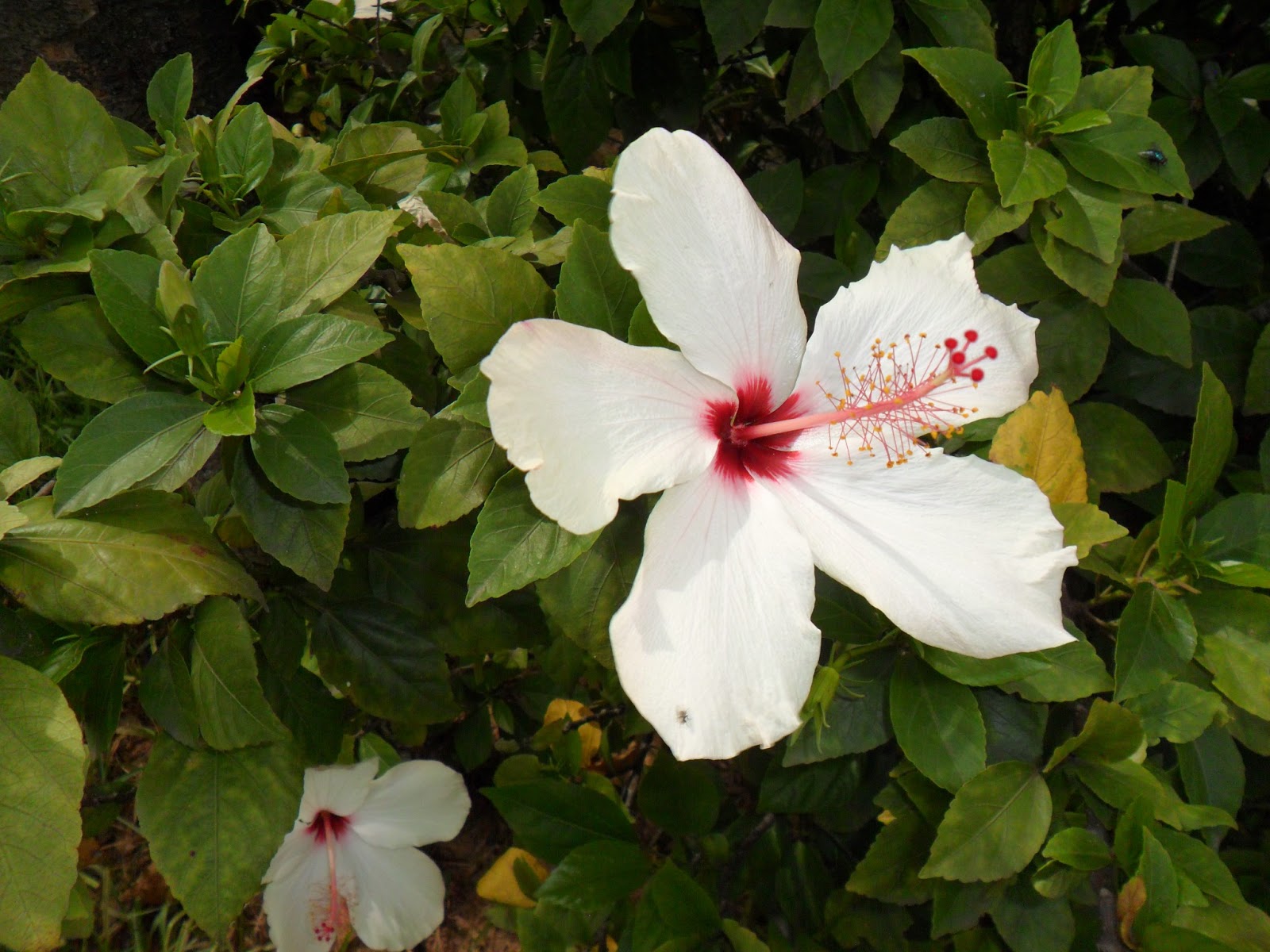Parque Ecológico do Rochdale: Flora do Parque
