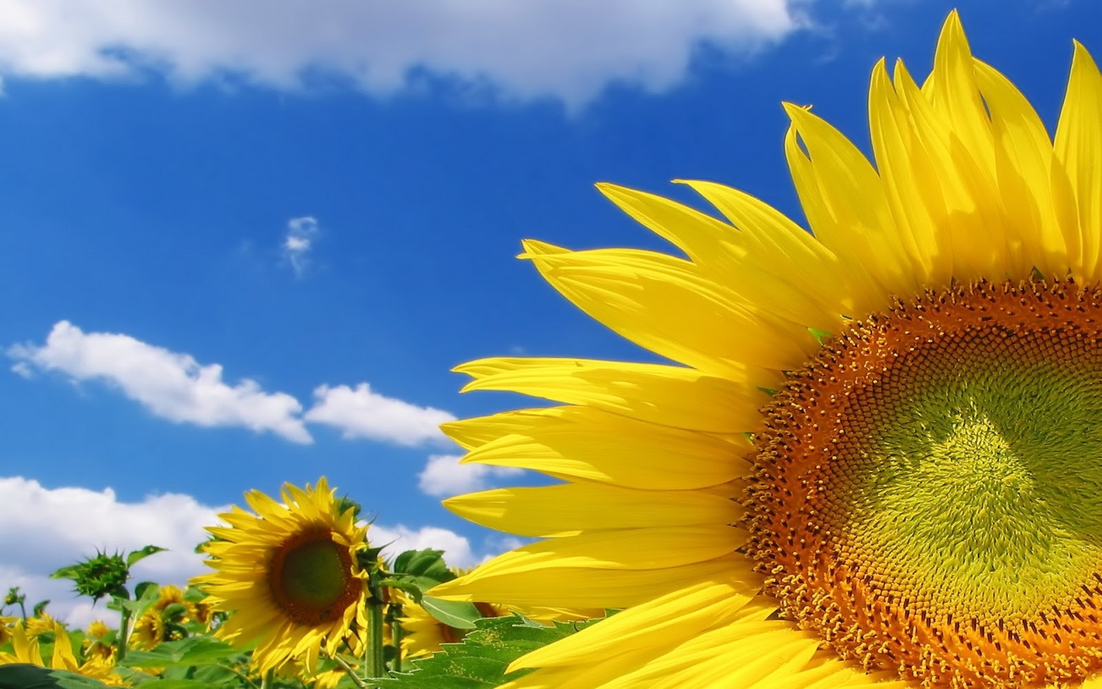 wallpapernarium: Bellos Girasoles tomando el sol.