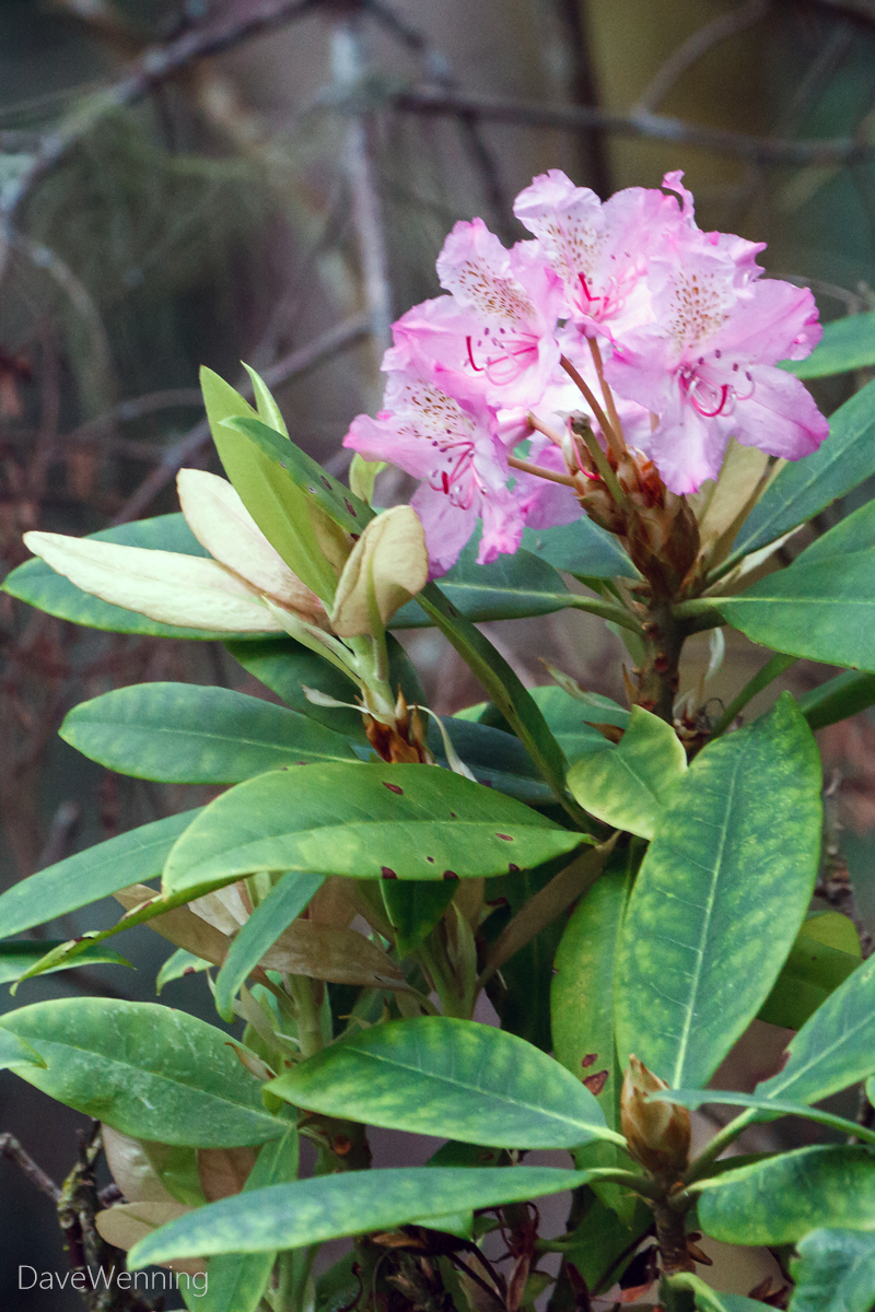 The Rhododendron Trail 2015 Week 4