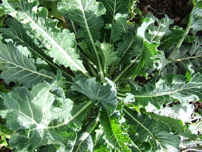 Wonderful Wild Sea Cabbage - The Backyard Larder