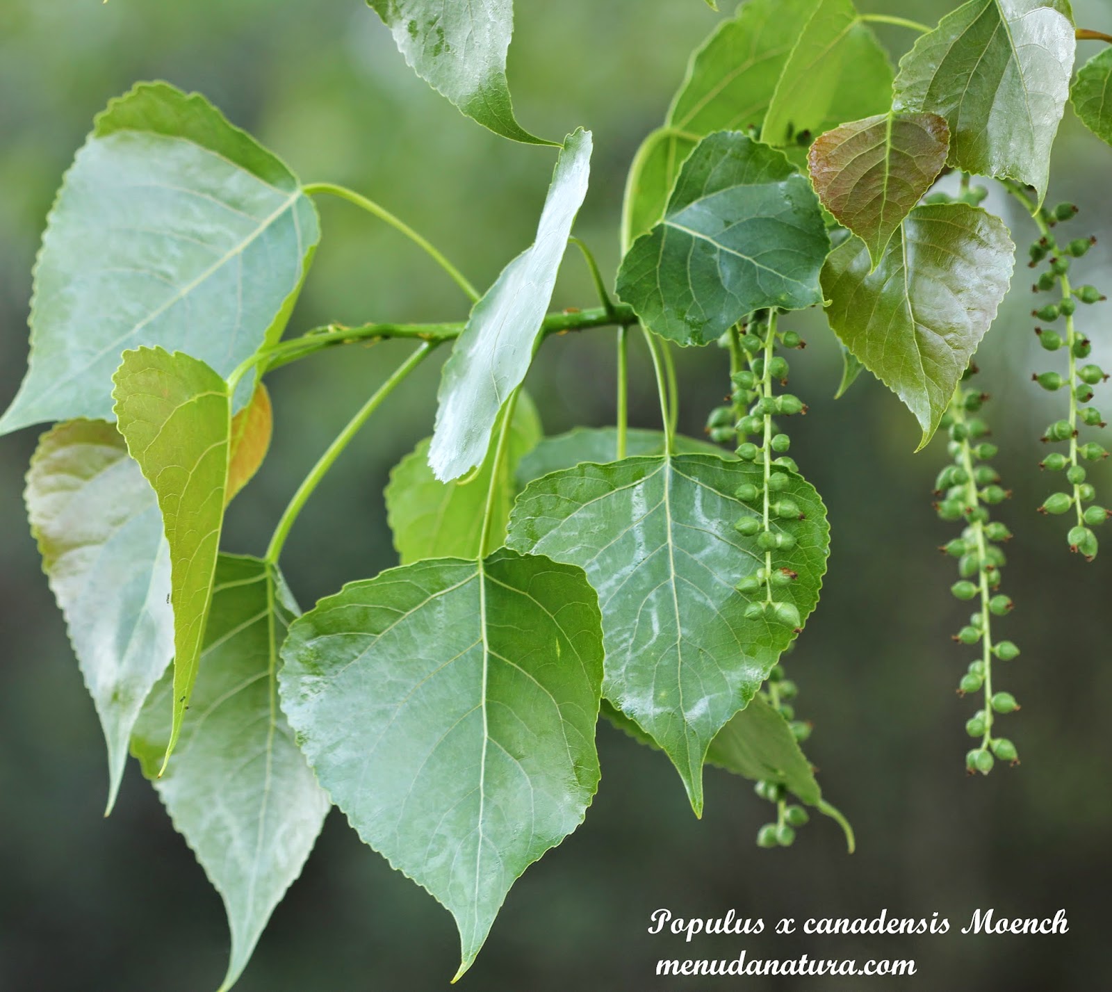 elarbolmiamigo-encinarosa: Populus x canadensis / Chopo del Canada ...