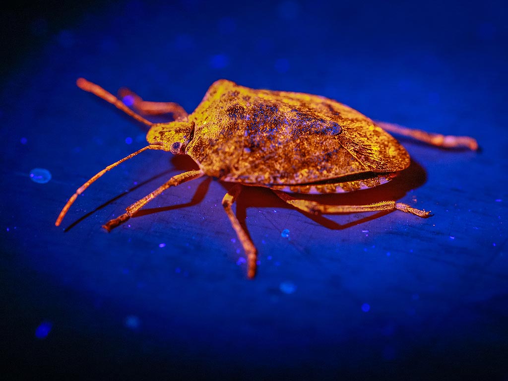 seldom seen: Glowing Stink Bug