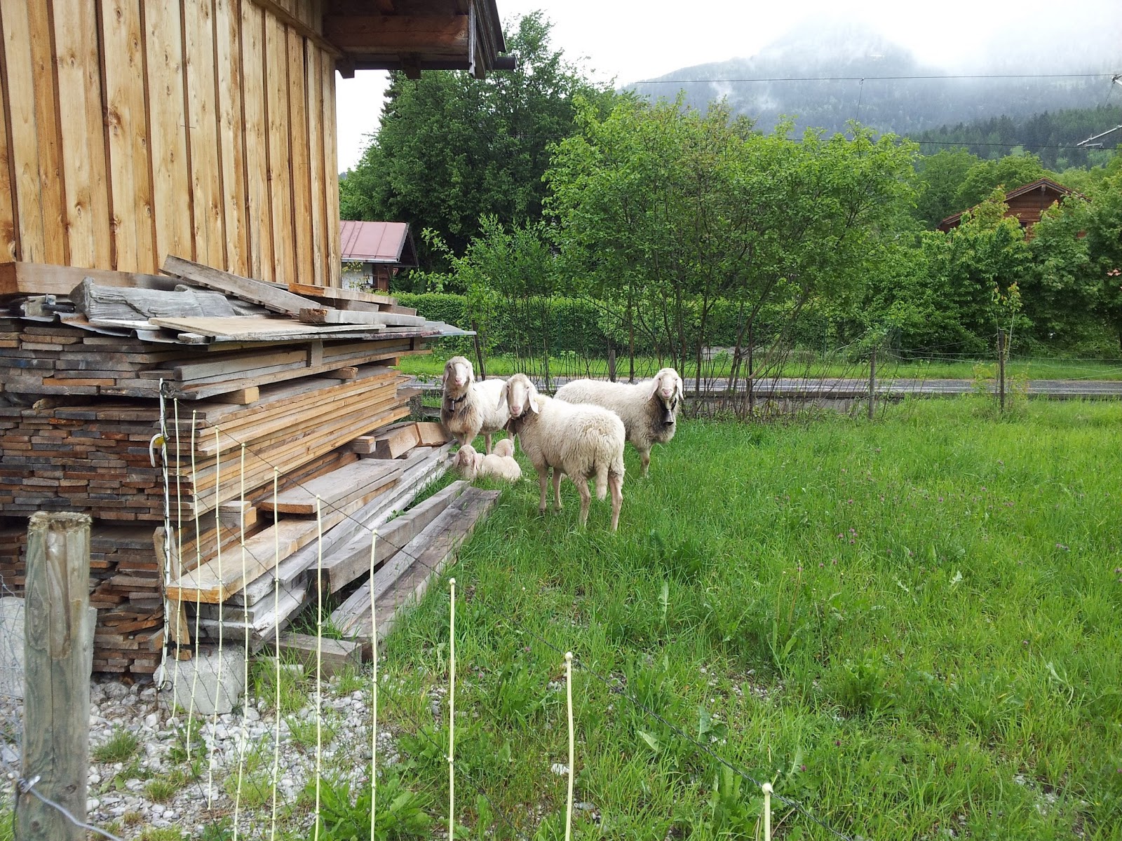 Germany: I Am More German Than You: The Alps! (May 23. & 24.)