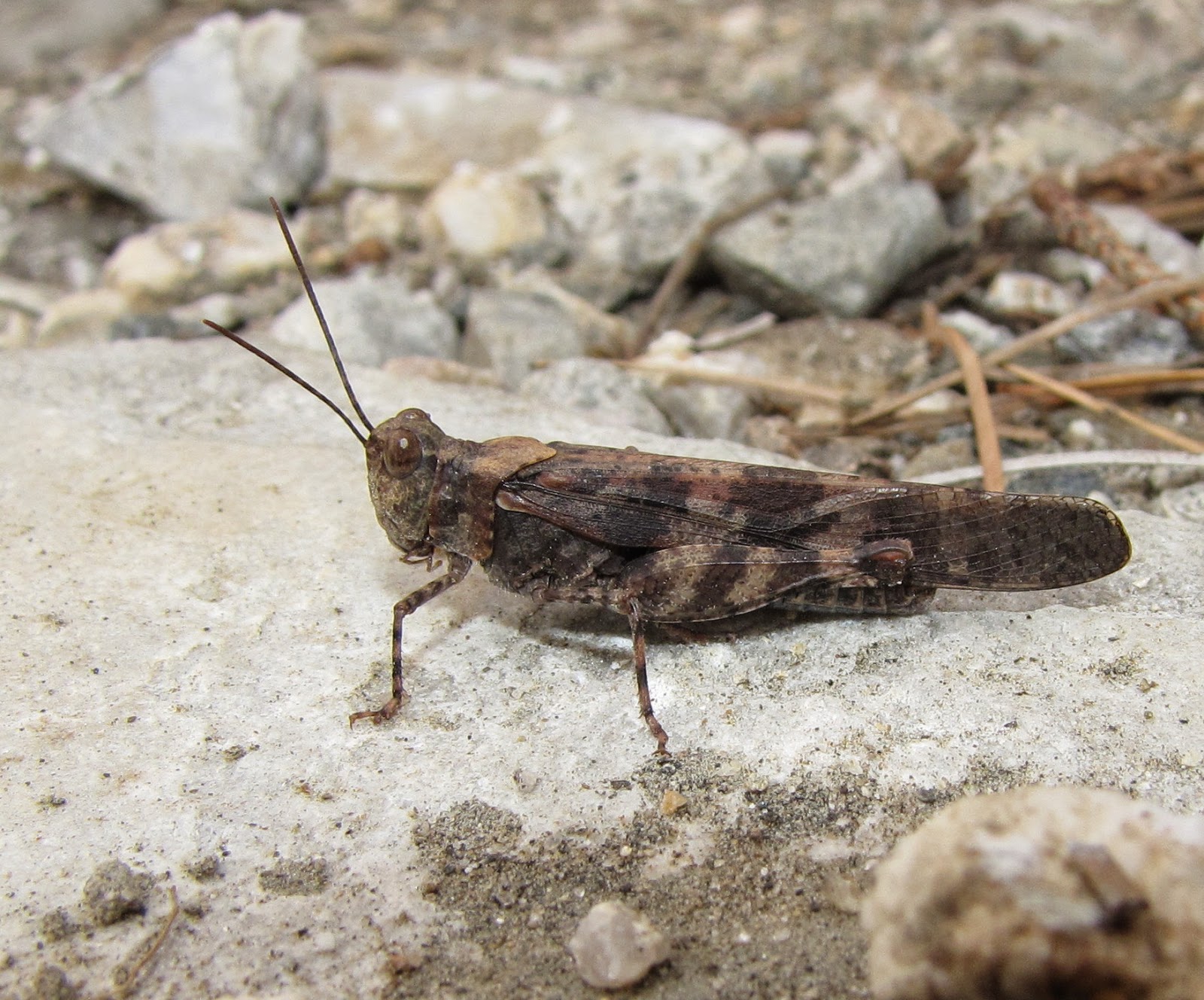 Bug Eric: Blue-winged Grasshopper