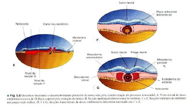 BIOMEDICINA-FARMÁCIA: TERCEIRA SEMANA DO DESENVOLVIMENTO HUMANO