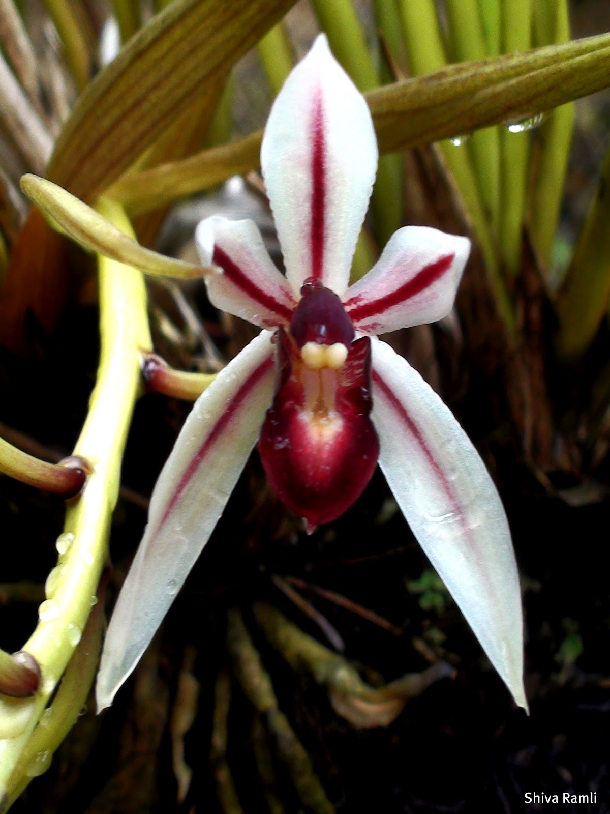 Wild orchids in sumatra: Cymbidium acutum Ridl., 1896