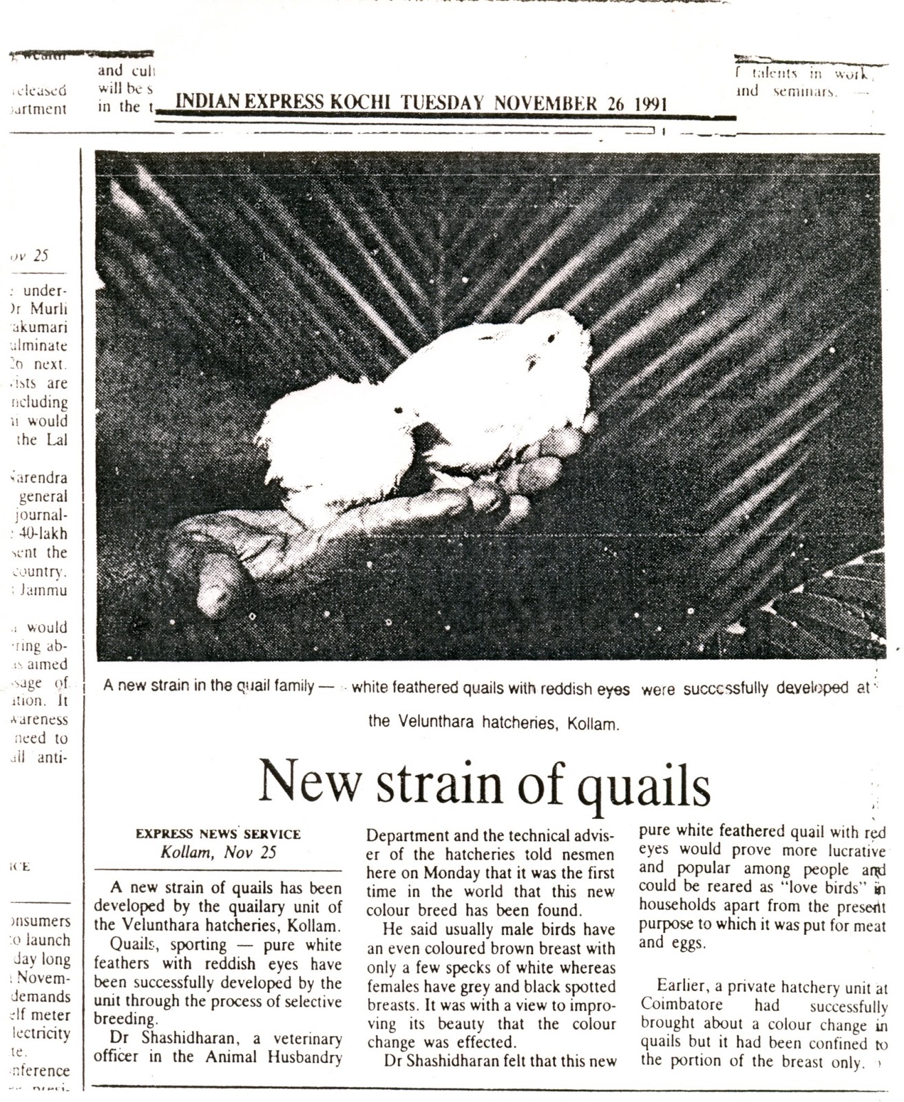 ALBINO QUAILS: Pure White Albino quails with red eyes 'VELLUNTHARA ...