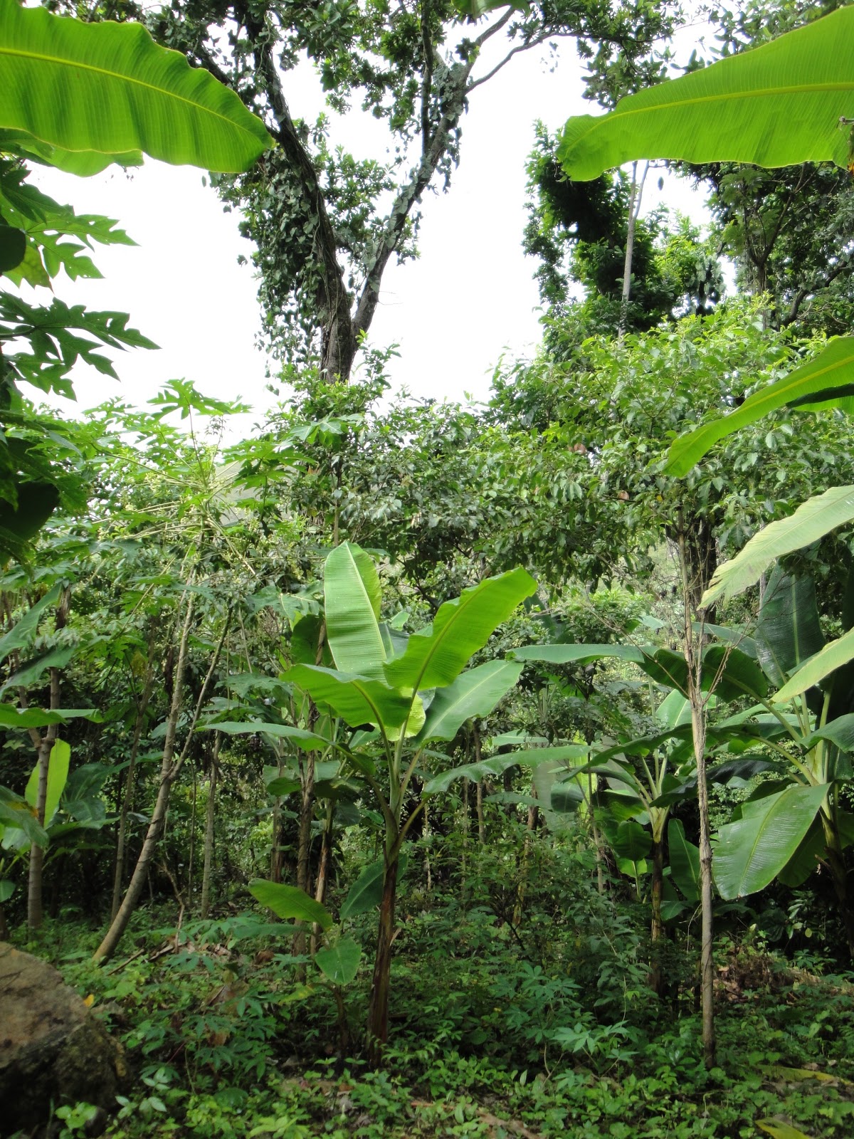 RESERVA NATURAL VICTORIA: COSECHA LO QUE SIEMBRAS