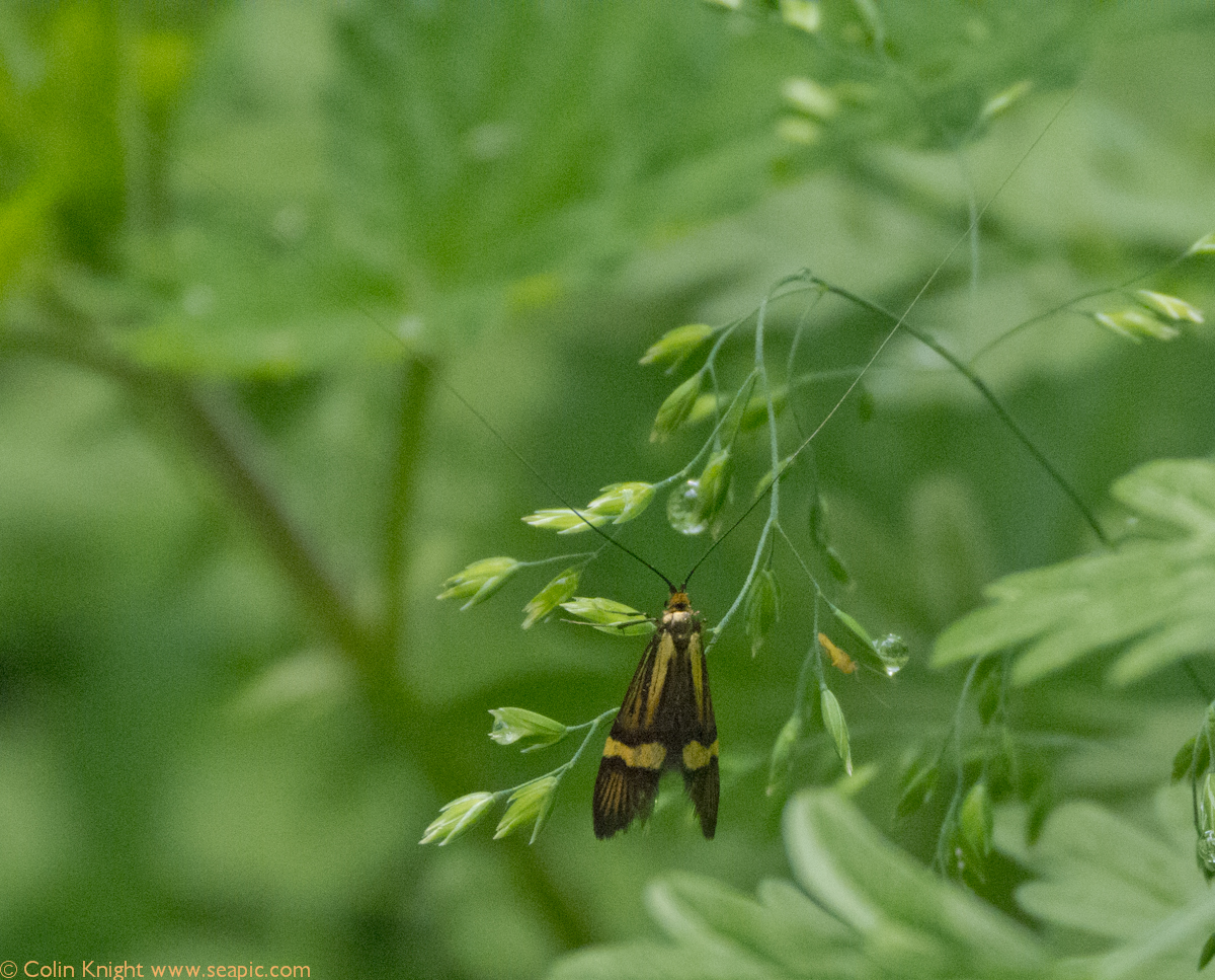 Postcards from Sussex: Longhorn Moths at Warnham