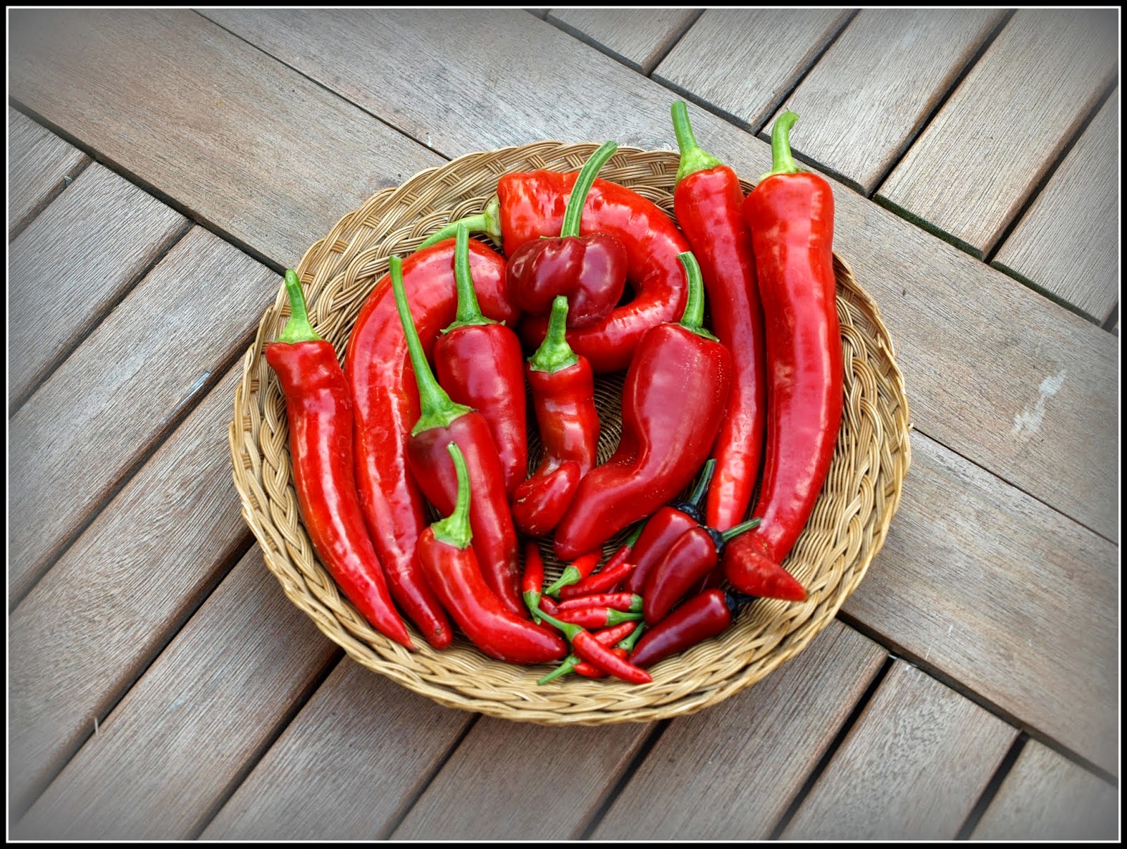 Mark's Veg Plot: Harvesting chillis