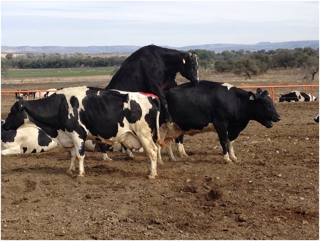 Generalidades de la Ganadería Bovina.