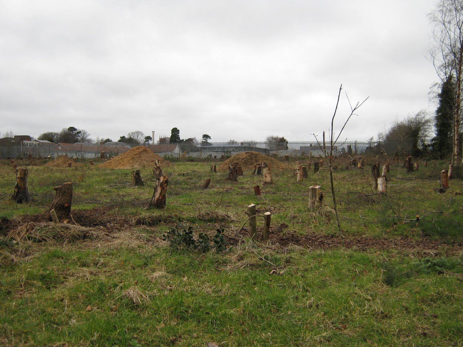 Lord Belmont in Northern Ireland: Park Deforestation