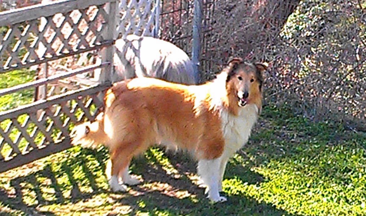 Prairie Creek's Collies: Our Girls
