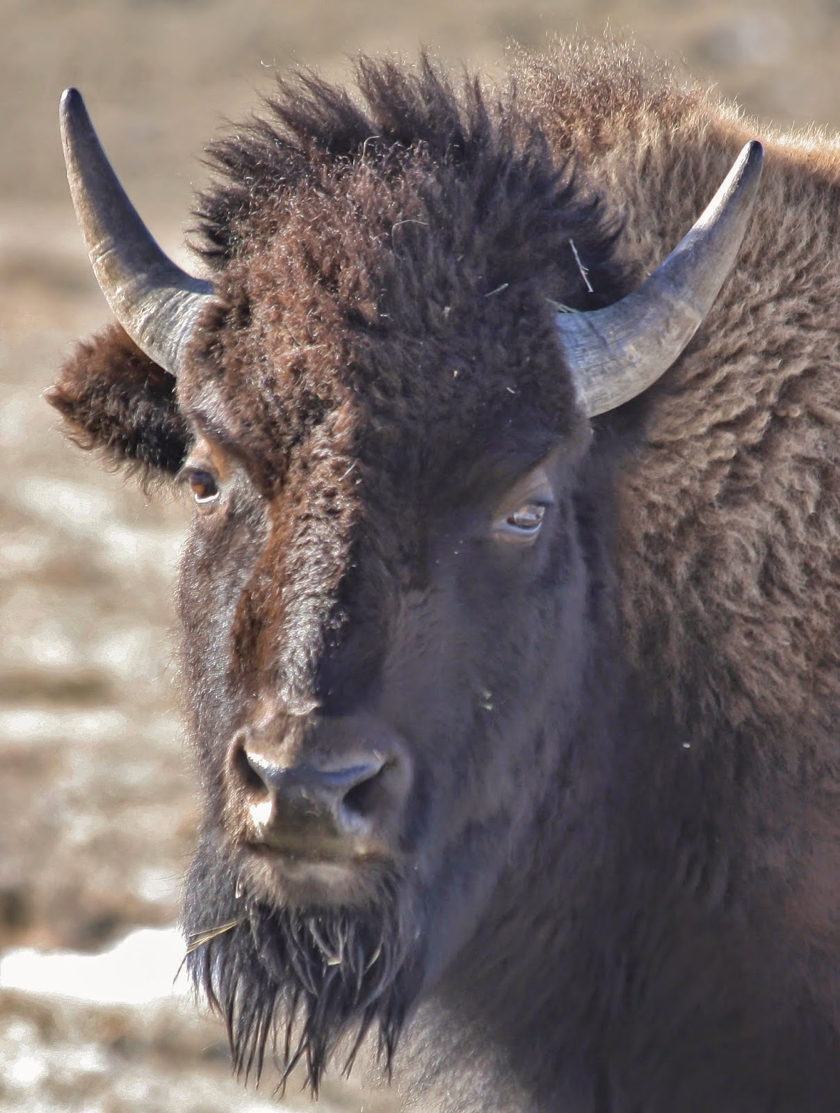 Tom Miner Quilts and Folk Art: Bison in Yellowstone