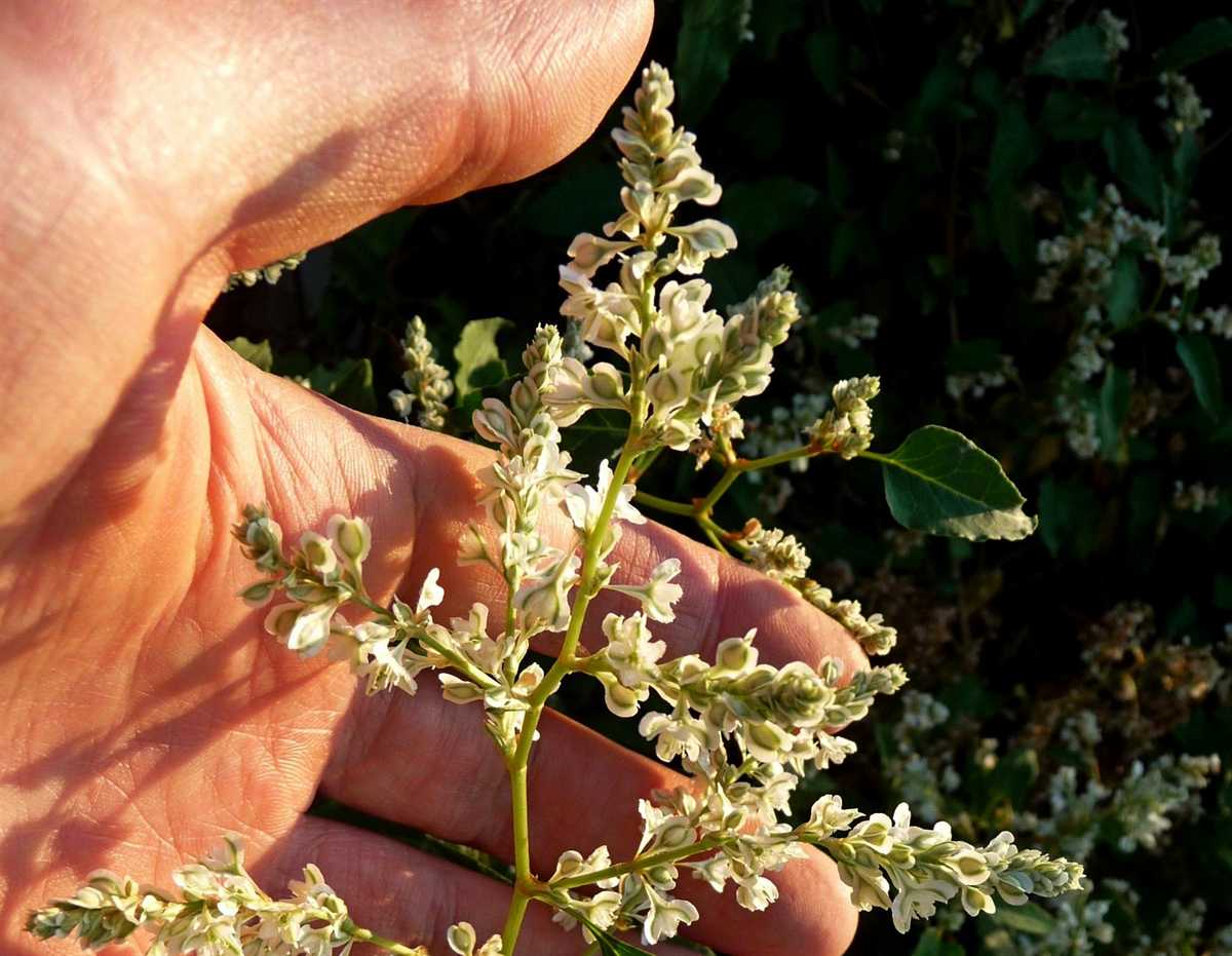 r o b i n 's y a r d: Fallopia baldschuanica (Polygonum baldschuanicum)